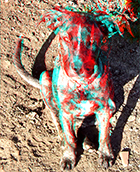 3dDigitalPhoto.Com -- Image of the Week