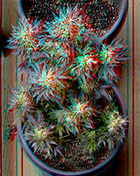 3dDigitalPhoto.Com -- Image of the Week