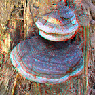 3dDigitalPhoto.Com -- Image of the Week