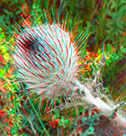 3dDigitalPhoto.Com -- Image of the Week