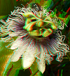 3dDigitalPhoto.Com -- Image of the Week