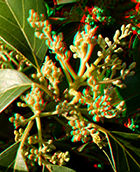 3dDigitalPhoto.Com -- Image of the Week