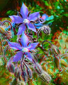 3dDigitalPhoto.Com -- Image of the Week