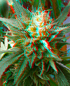 3dDigitalPhoto.Com -- Image of the Week