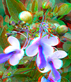 3dDigitalPhoto.Com -- Image of the Week