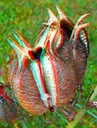 3dDigitalPhoto.Com -- Image of the Week