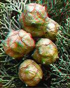 3dDigitalPhoto.Com -- Image of the Week