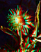 3dDigitalPhoto.Com -- Image of the Week