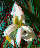 3dDigitalPhoto.Com -- Image of the Week