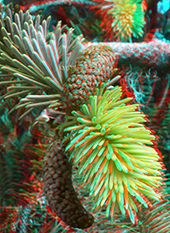 3dDigitalPhoto.Com -- Image of the Week