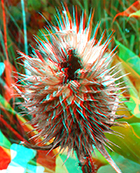 3dDigitalPhoto.Com -- Image of the Week