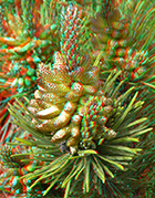 3dDigitalPhoto.Com -- Image of the Week