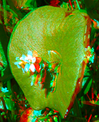 3dDigitalPhoto.Com -- Image of the Week